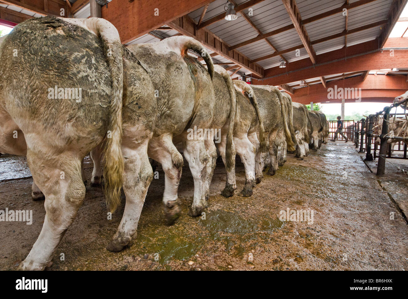 Double muscled cattle hi-res stock photography and images - Alamy