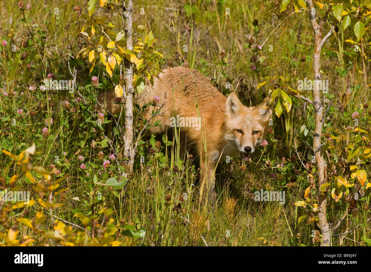 A red fox hunting through some small trees Stock Photo - Alamy