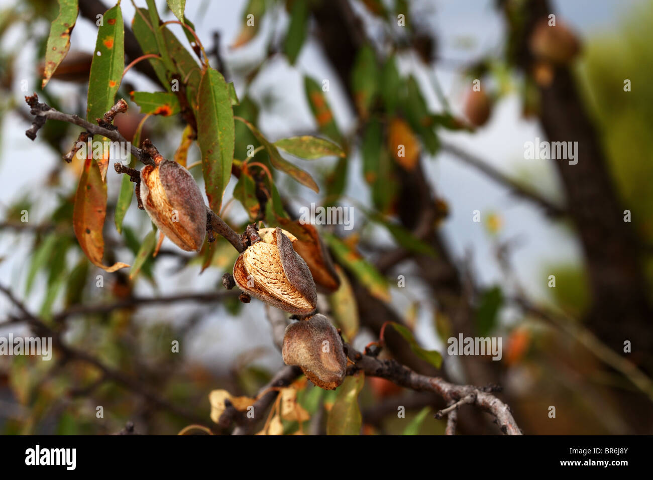 Almonds on a tree Stock Photo - Alamy