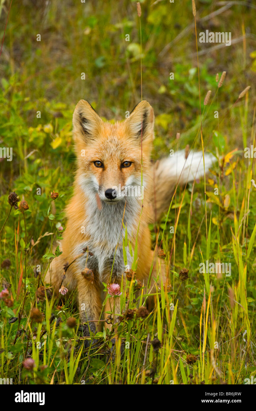 Red fox sitting hi-res stock photography and images - Alamy