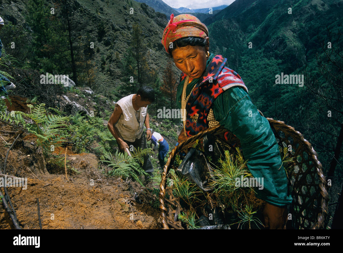 A Sherpa woman works out in the field next to her Sherpa husband in the ...