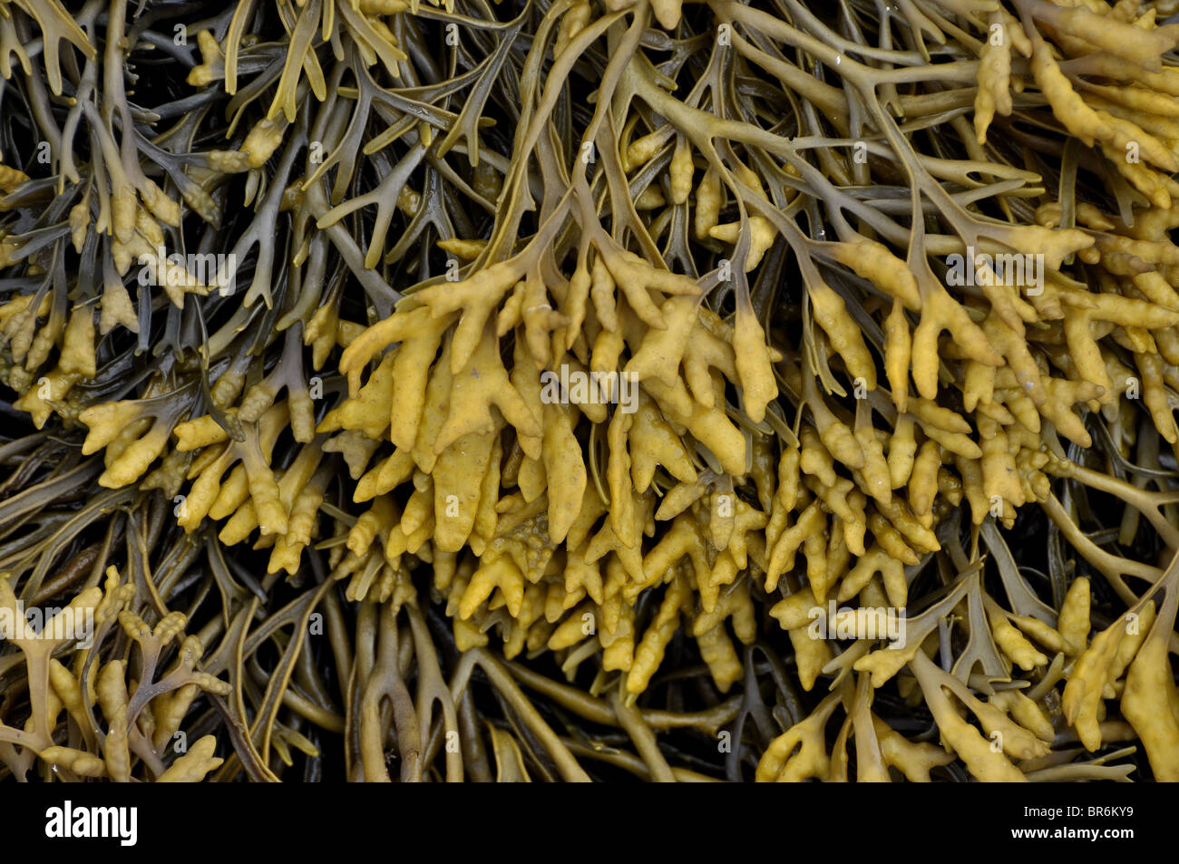Channelled Wrack seaweed Stock Photo - Alamy
