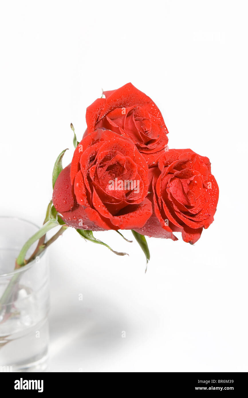 Three red roses Stock Photo - Alamy