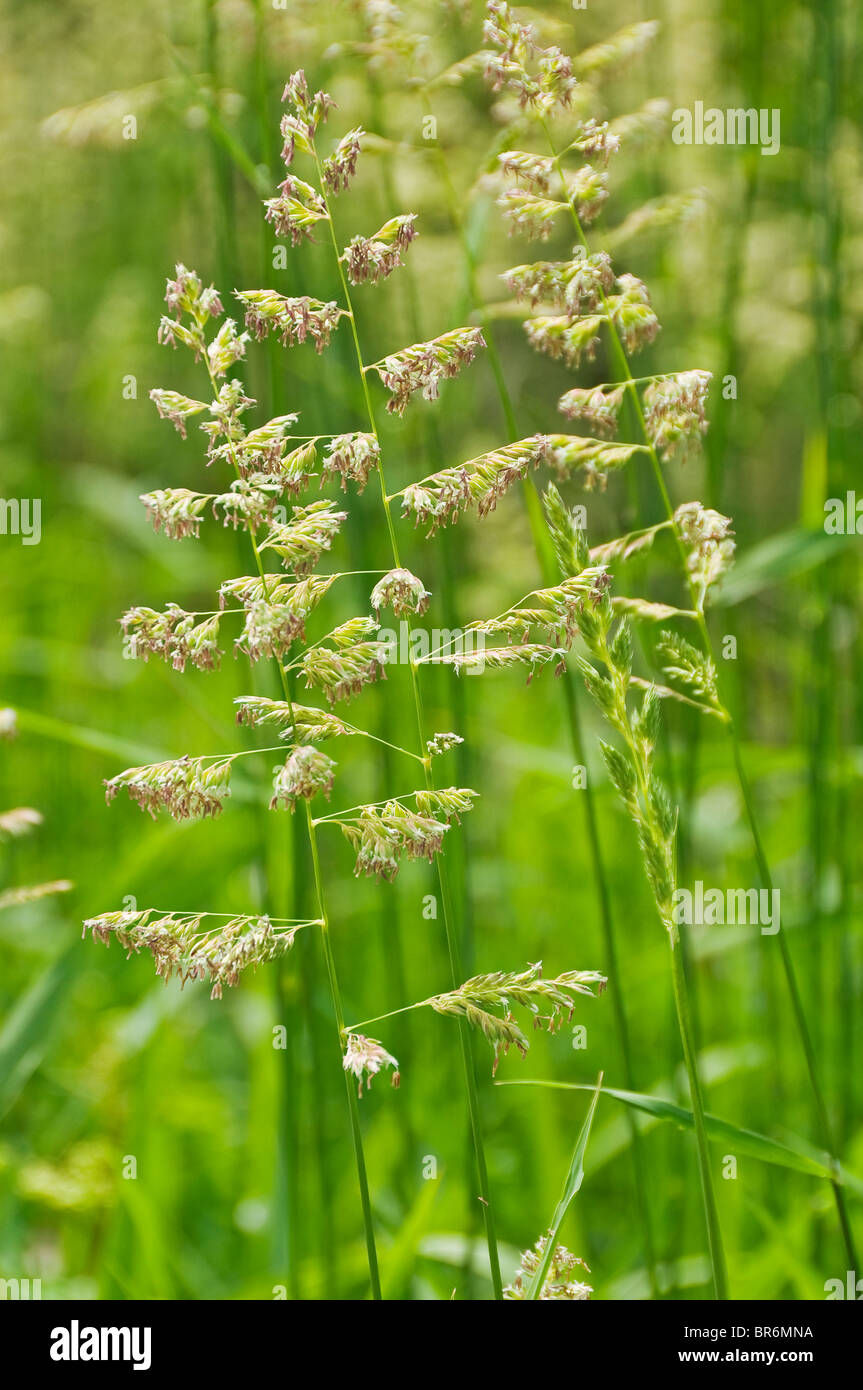 Wild grasses uk hi-res stock photography and images - Alamy