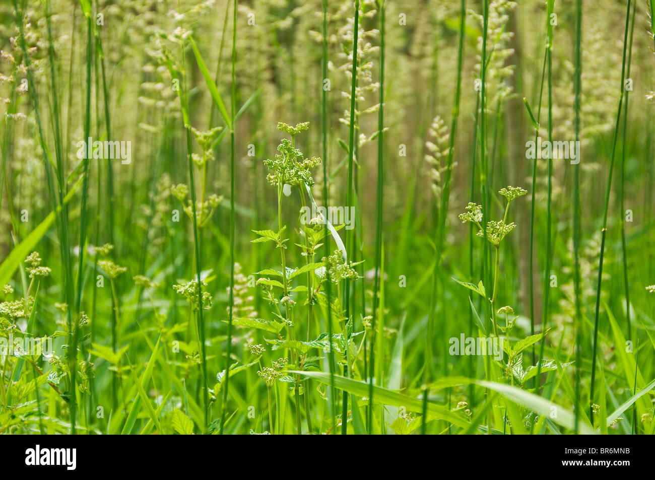 Grasses nature summer High Resolution Stock Photography and Images - Alamy
