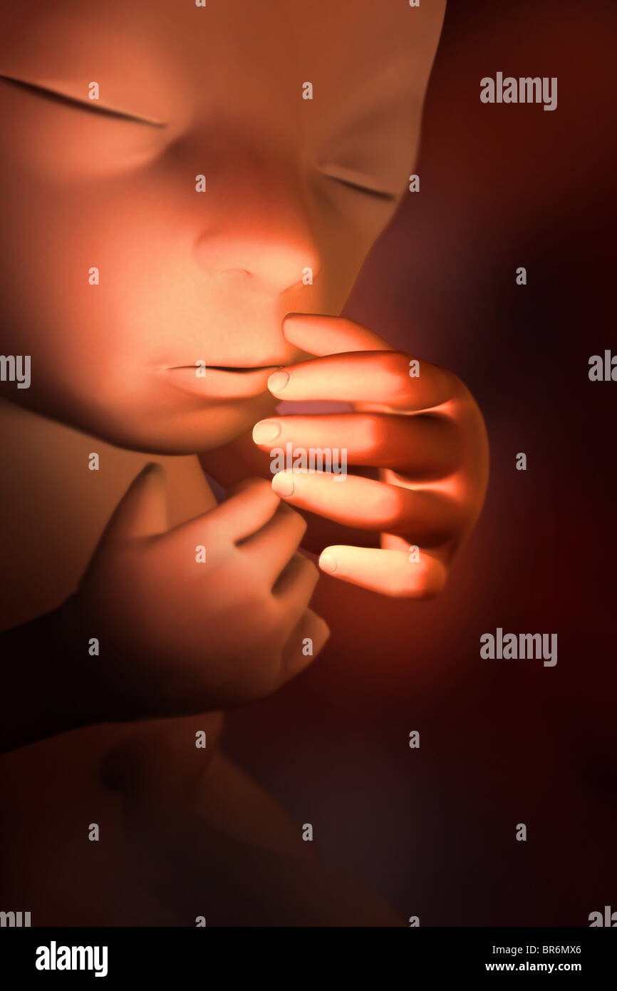 Fetal development 25 weeks hi-res stock photography and images - Alamy