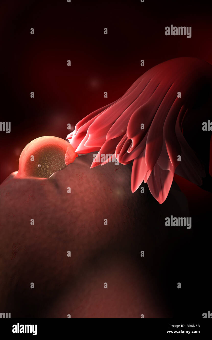 Fallopian tube anatomy hi-res stock photography and images - Alamy