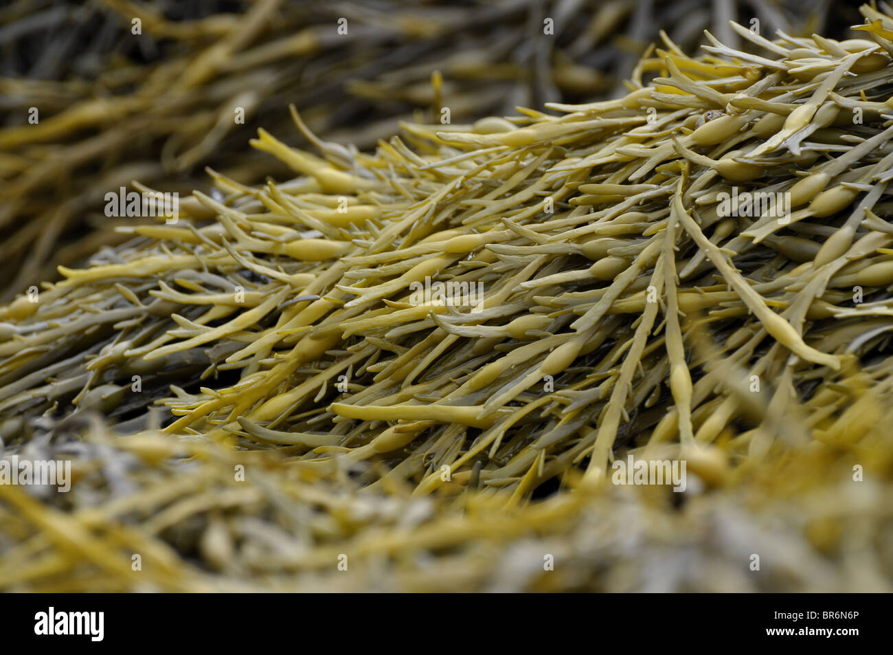 Knotted Wrack seaweed Stock Photo - Alamy