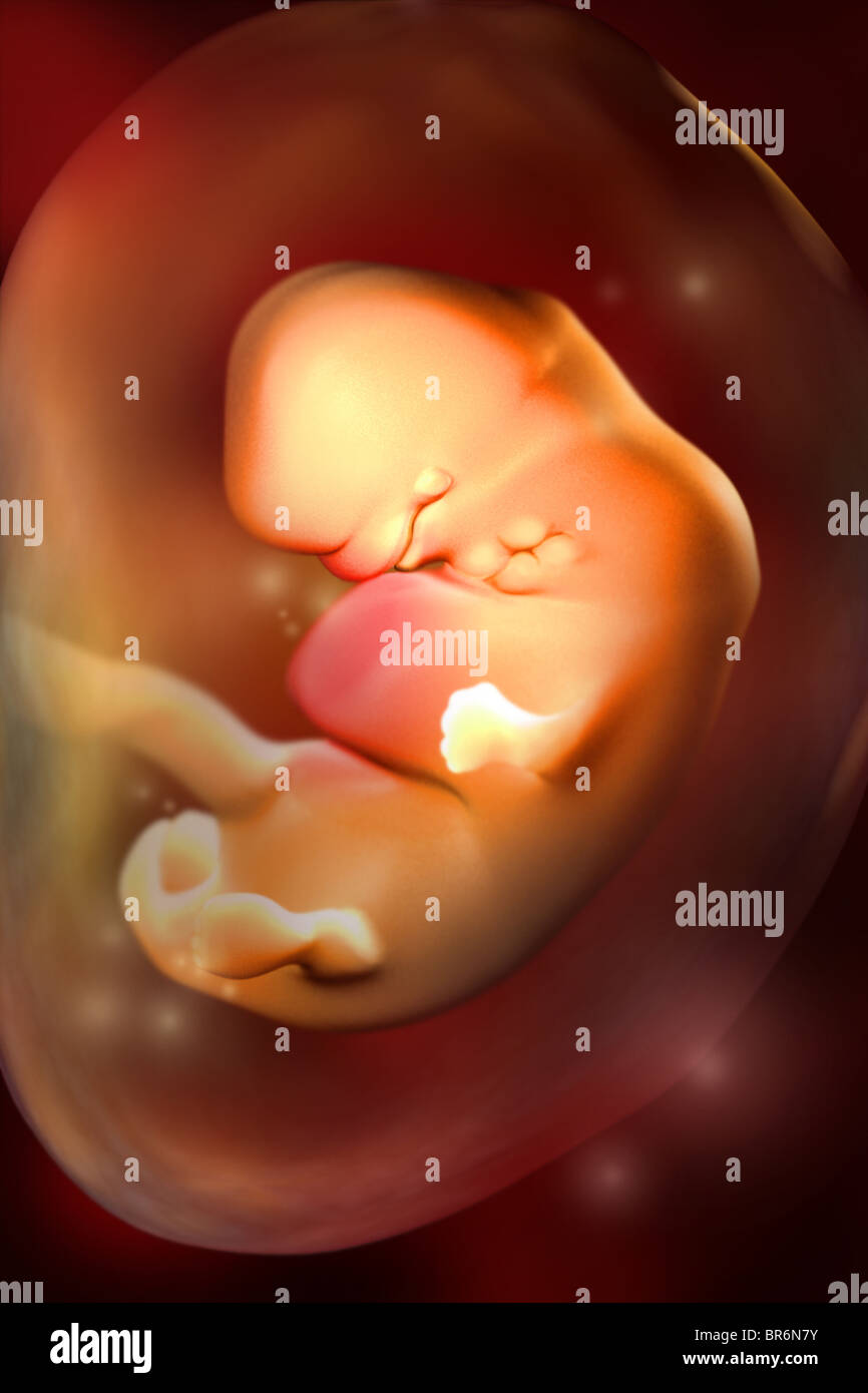 6 week embryo hi-res stock photography and images - Alamy