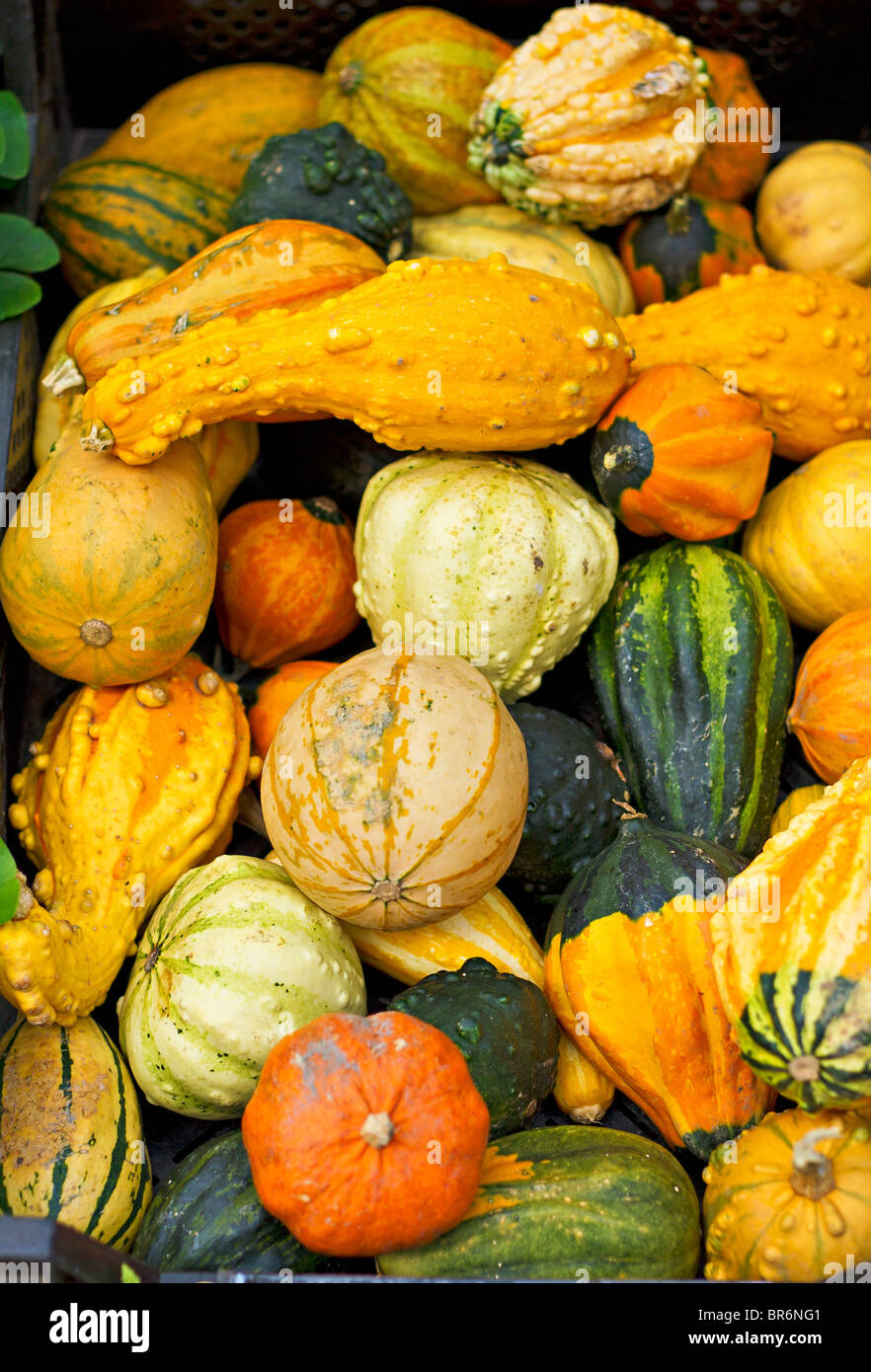 Yellow Gourds Stock Photos & Yellow Gourds Stock Images - Alamy