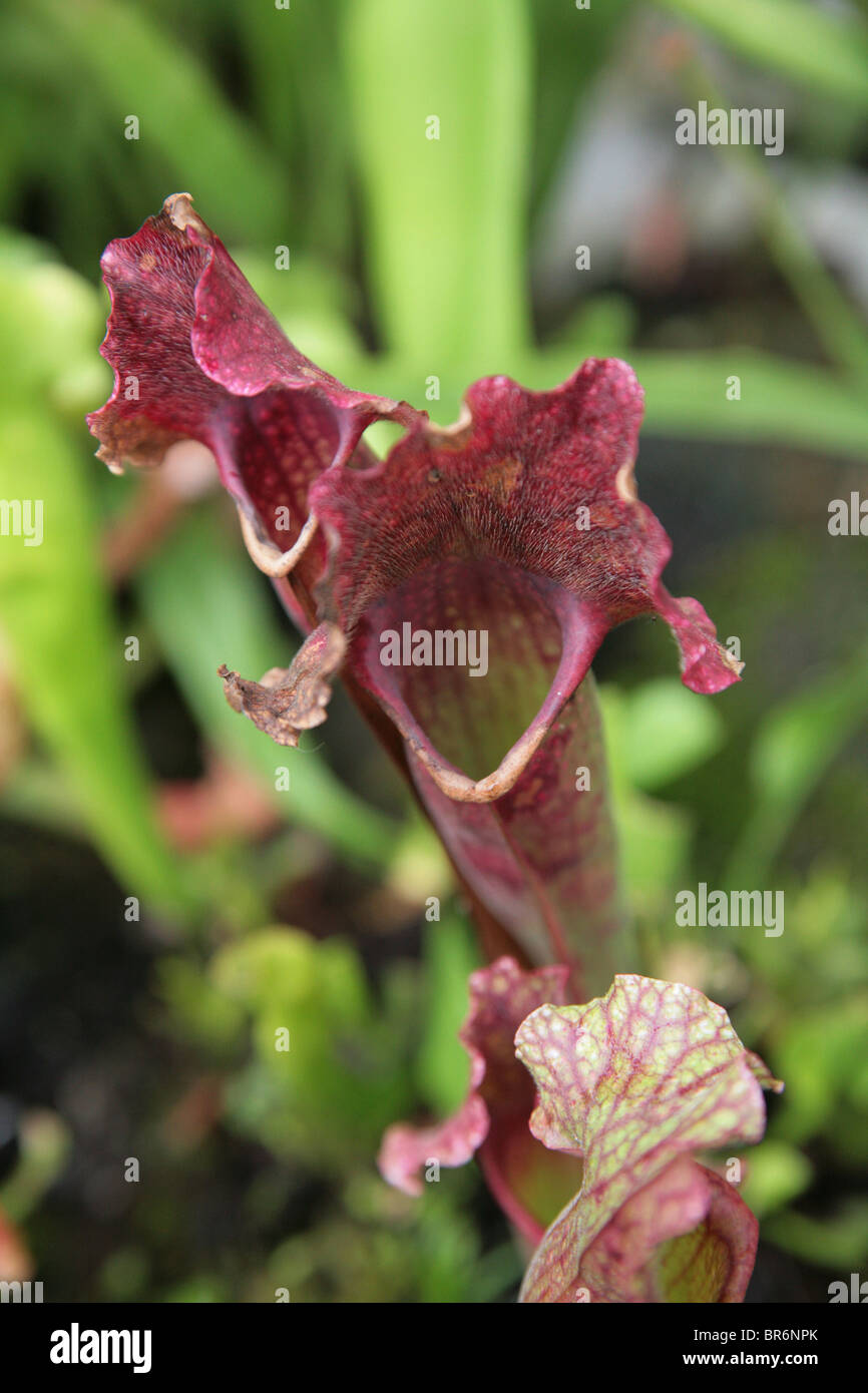 Sarracenia - the Pitcher Plants, multiple views at a garden where they ...
