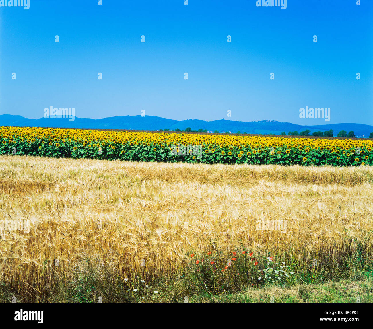 BARLEY & SUNFLOWER FIELDS ALSACE FRANCE Stock Photo - Alamy