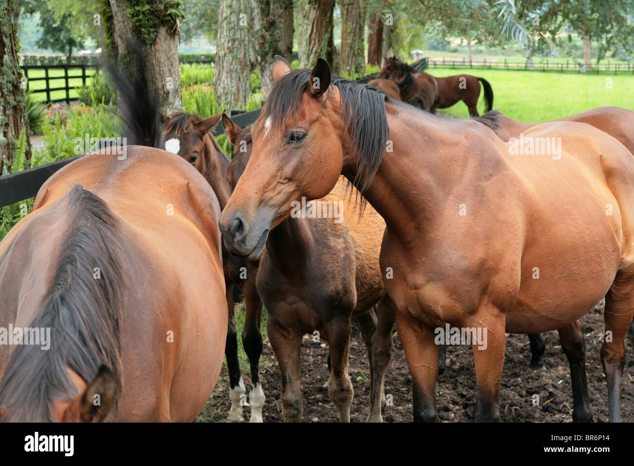 Thoroughbred horses at Cerro Punta, Chiriqui, Panama Stock Photo - Alamy