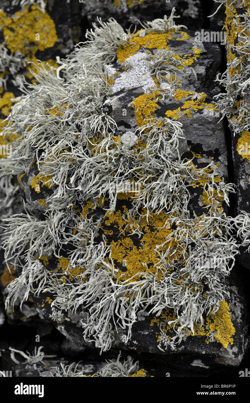 Sea Ivory Lichen Stock Photo - Alamy