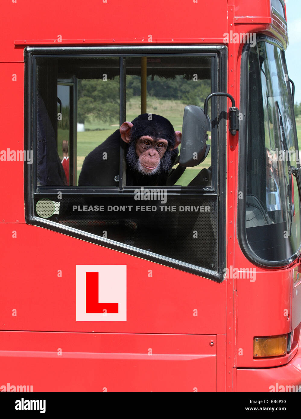 Chimpanzee driving a bus Stock Photo - Alamy