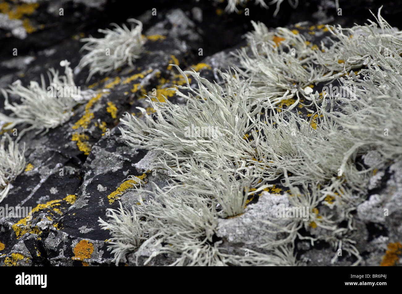 Sea Ivory Lichen Stock Photo - Alamy