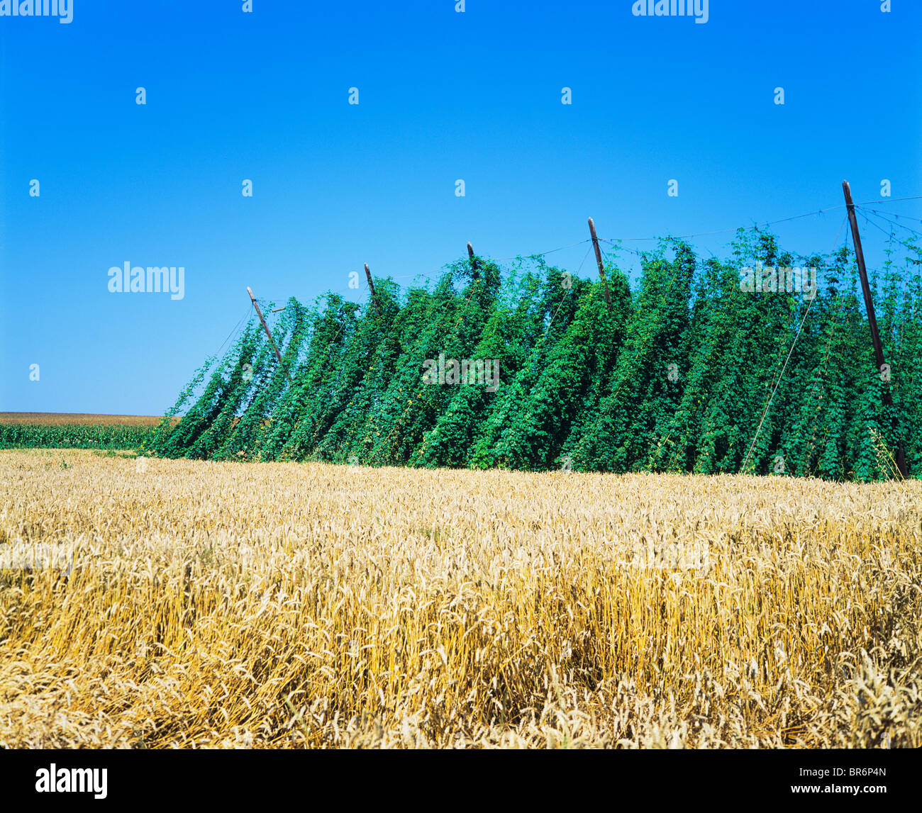 Green fields hops hi-res stock photography and images - Alamy