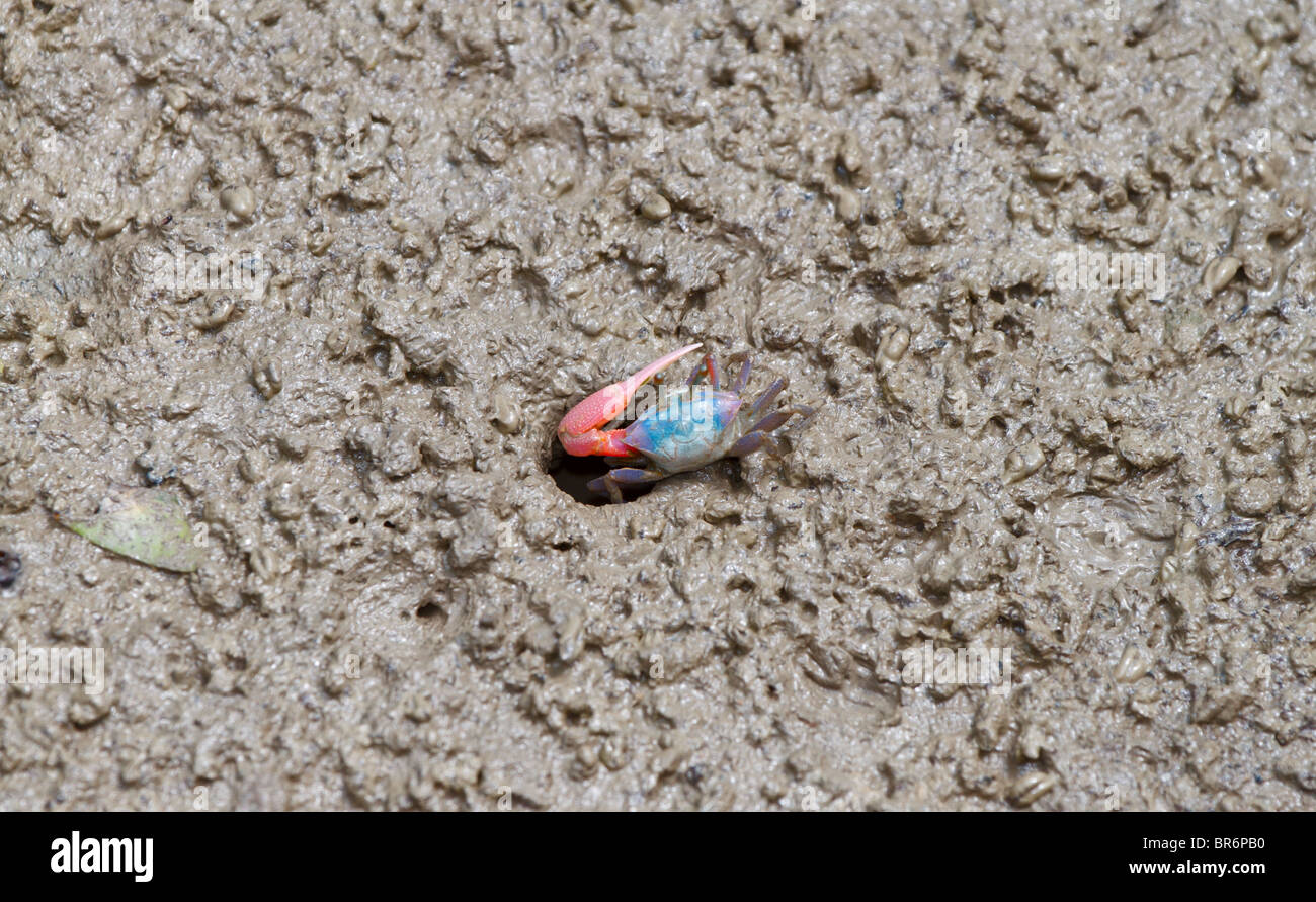 Fiddler crab in mangrove, male beside his burrow. Probably Uca ...