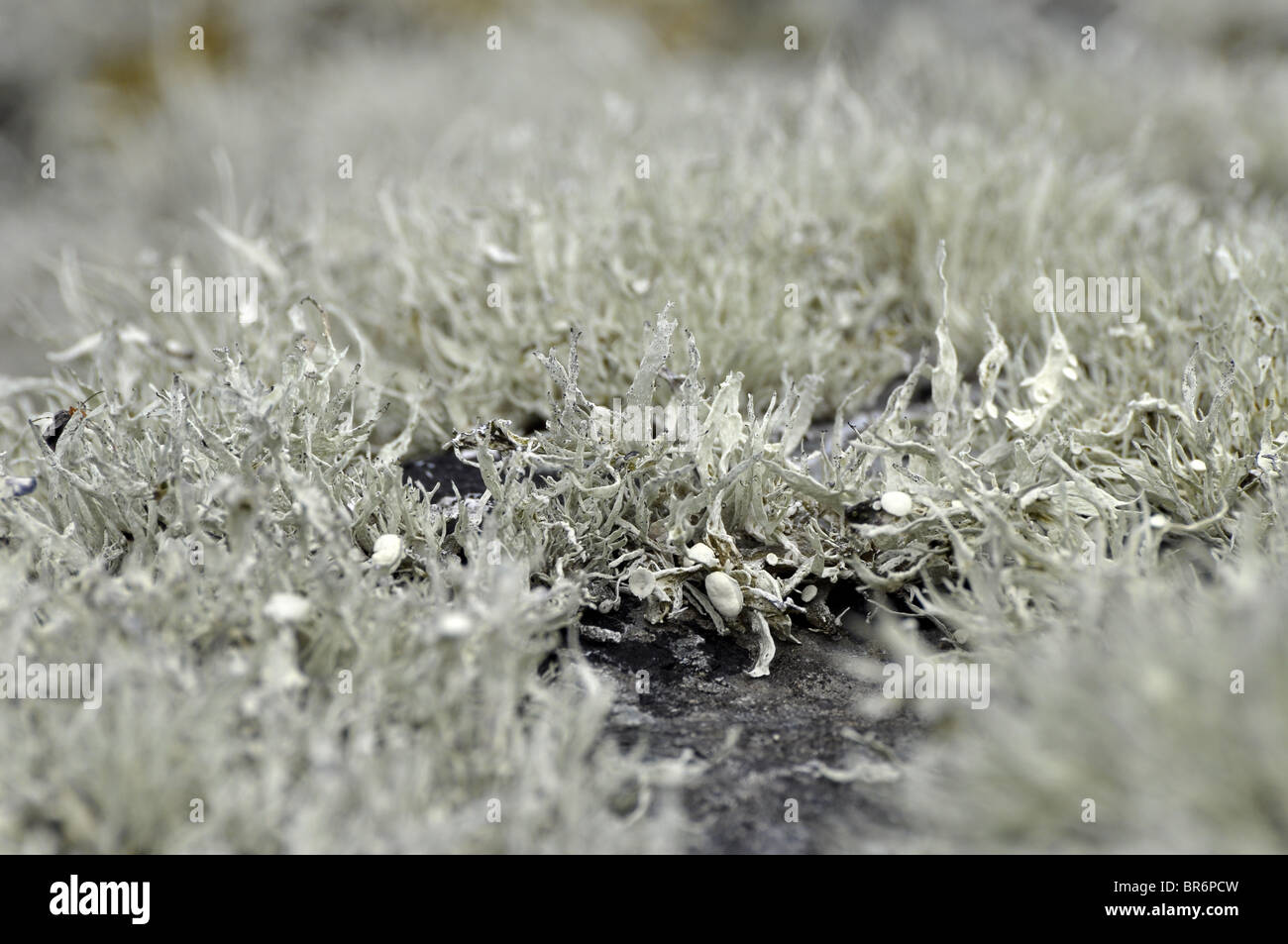 Sea Ivory Lichen Stock Photo - Alamy