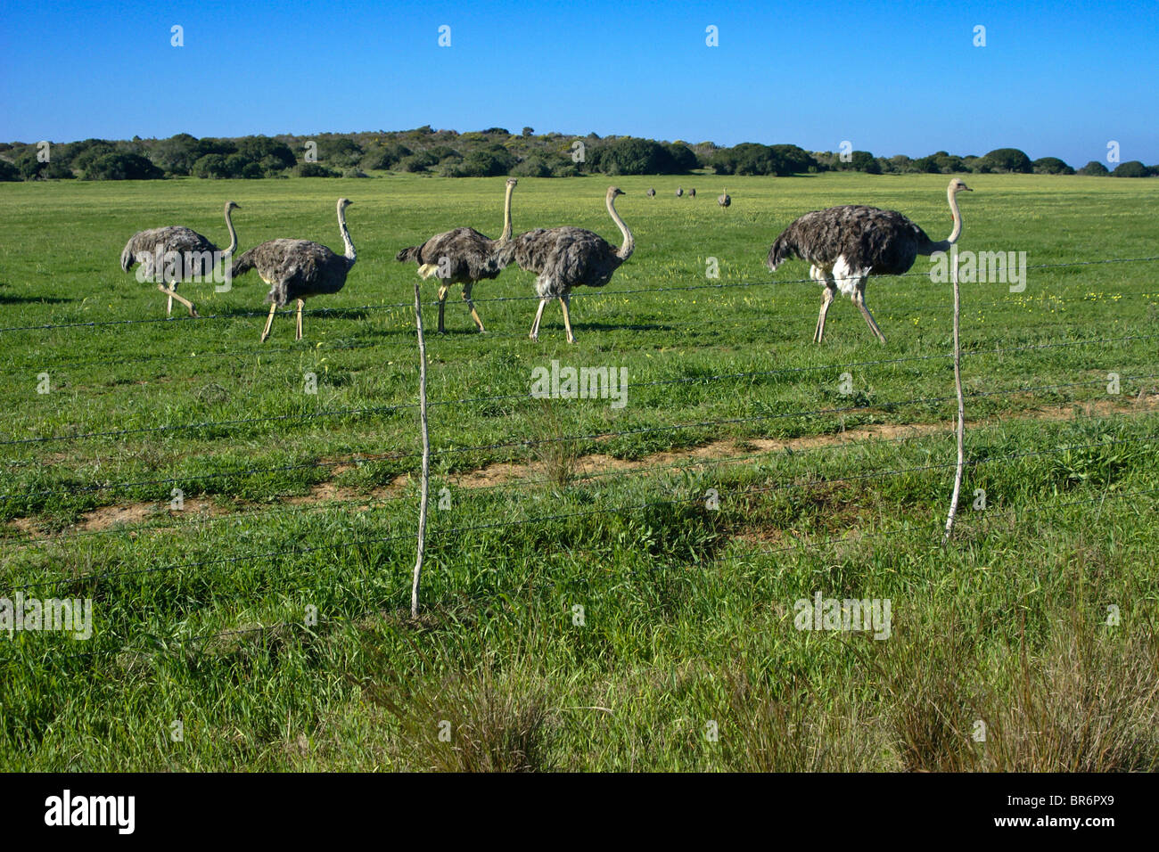 Ostriches on ostrich farm, Western Cape, South Africa Stock Photo - Alamy