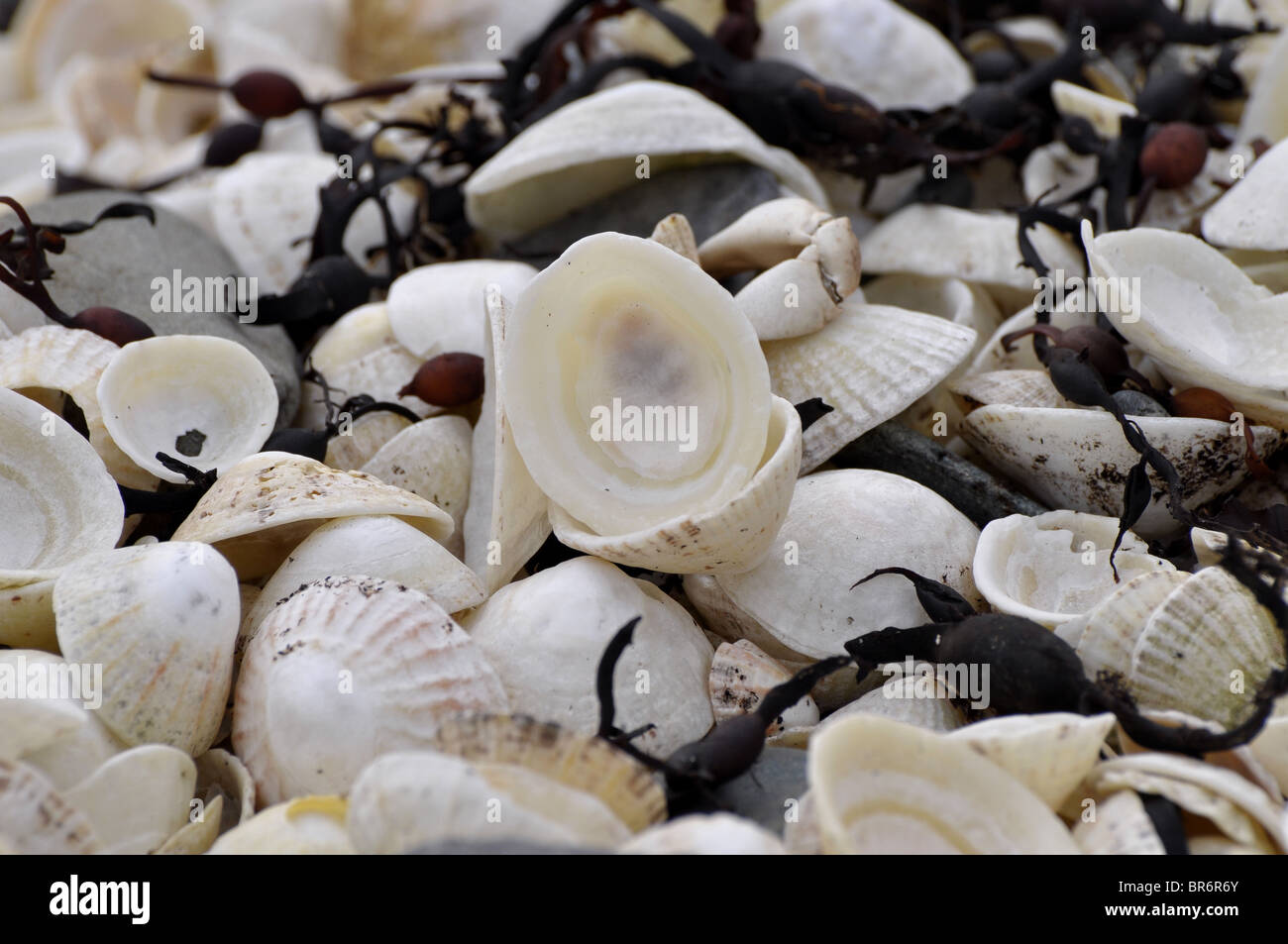 Common Limpet shells Stock Photo - Alamy