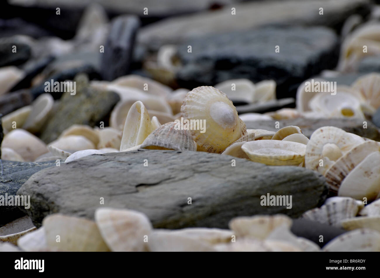 Common Limpet shells Stock Photo - Alamy