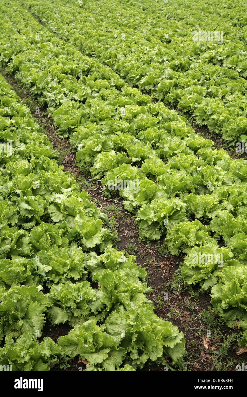 Rural farming at Cerro Punta, Chiriqui, Panama Stock Photo - Alamy