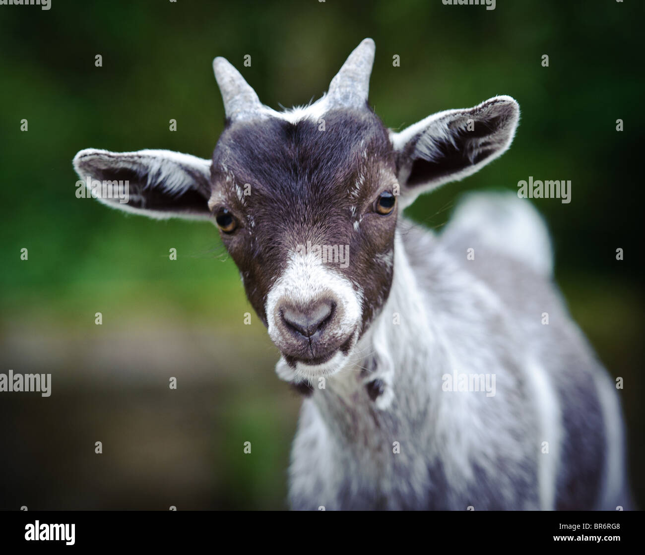 2 month old pygmy goat at play Stock Photo - Alamy