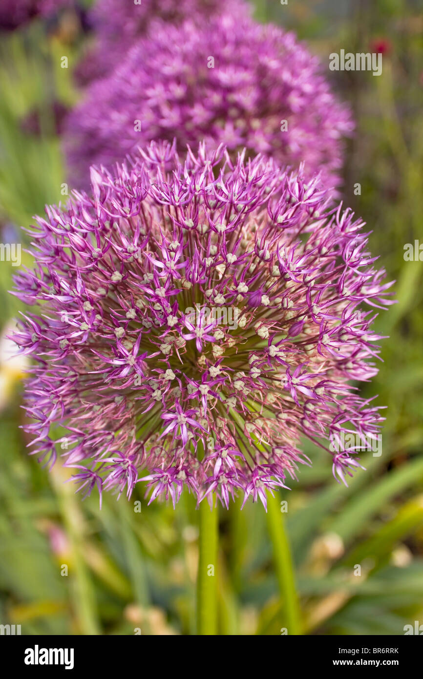 Allium blooms in spring garden Stock Photo - Alamy