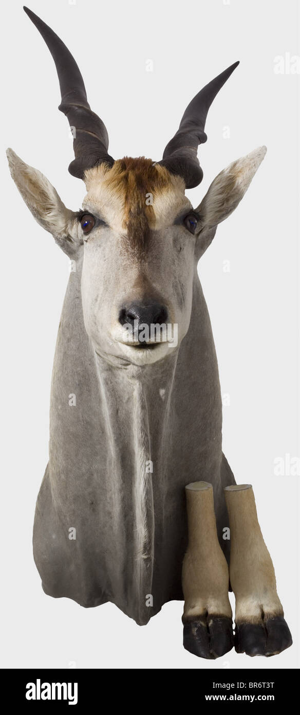 An impressive common eland hunting trophy, South West Africa, 20th ...