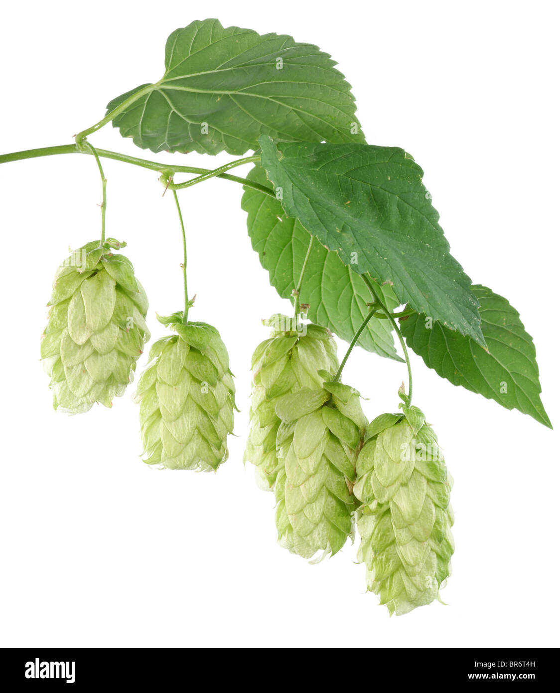 branch of hops on a white background Stock Photo - Alamy
