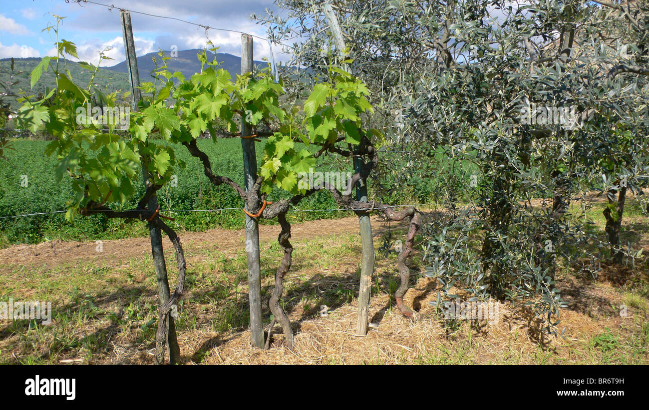 Vine and olive trees, Tuscany, Italy Stock Photo - Alamy