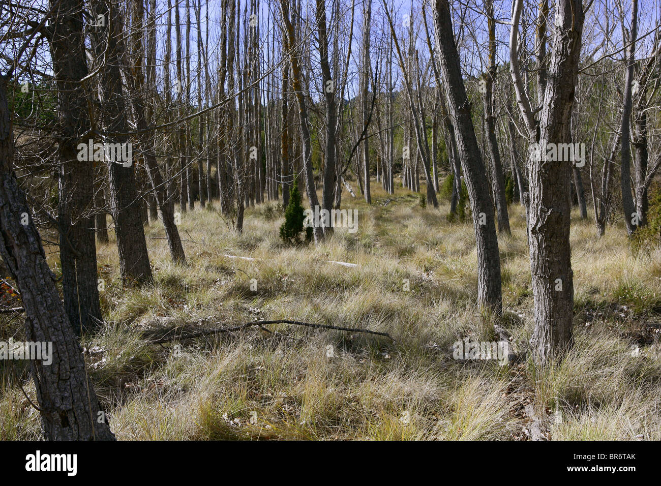 Trees without leave hi-res stock photography and images - Alamy