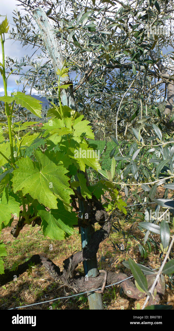 Vine and olive trees, Tuscany, Italy Stock Photo - Alamy