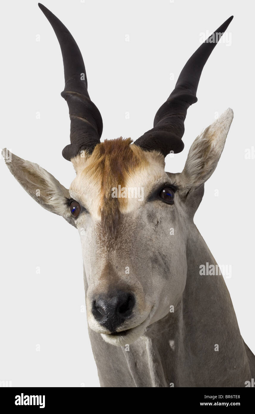 An impressive common eland hunting trophy hi-res stock photography and ...