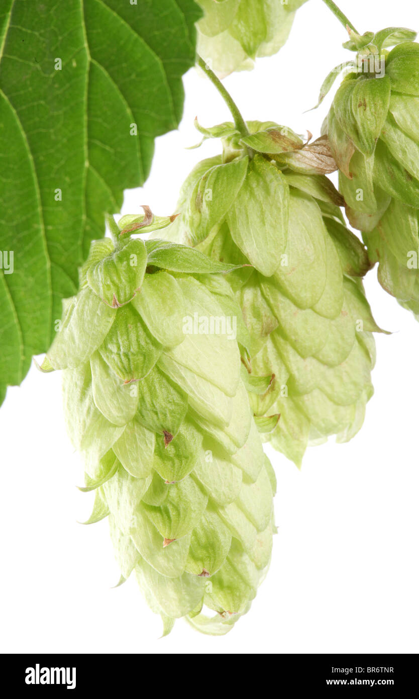 branch of hops on a white background Stock Photo - Alamy