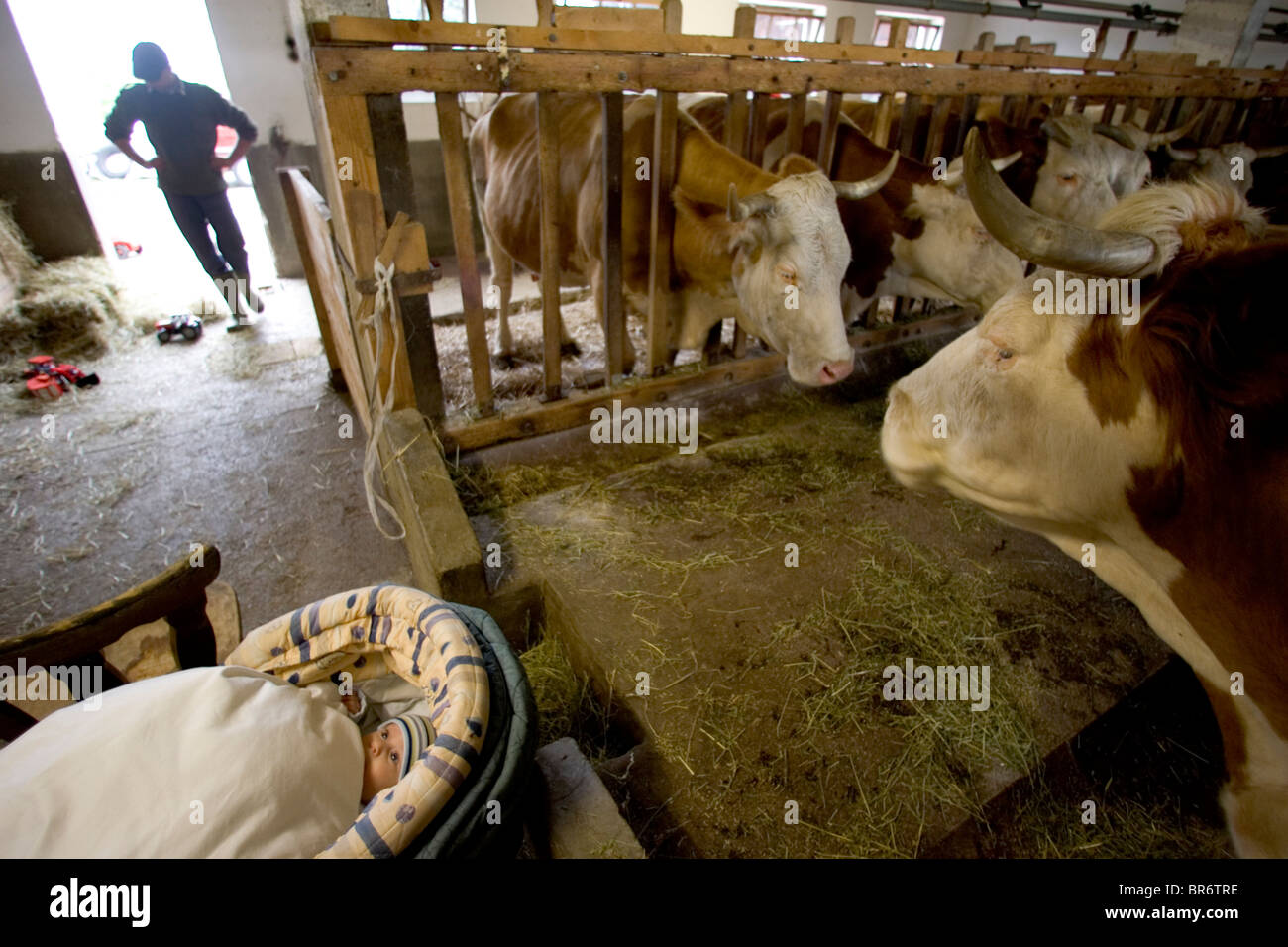 Cows barn sleep hi-res stock photography and images - Alamy