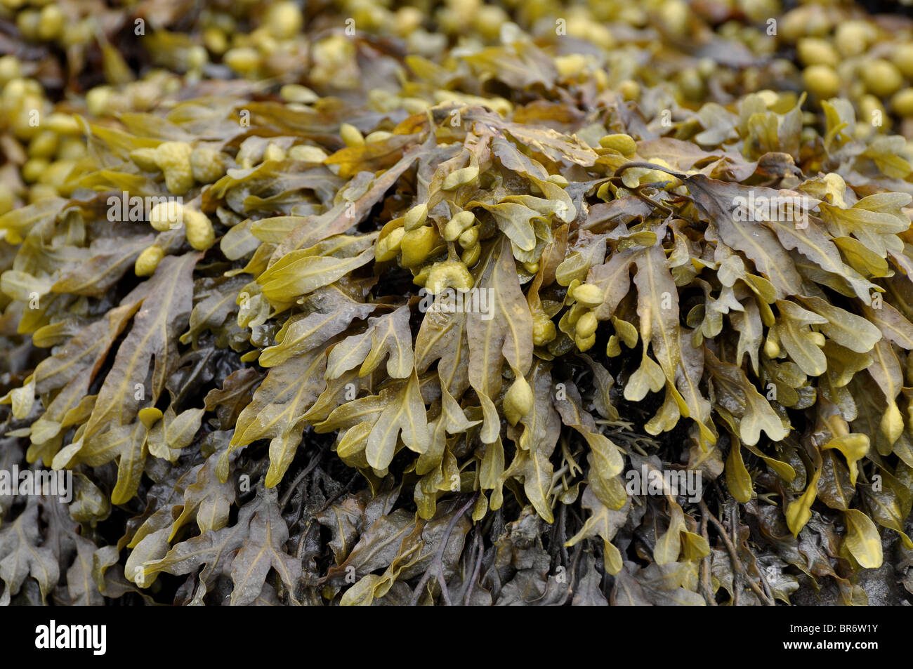 Twisted wrack seaweed hi-res stock photography and images - Alamy