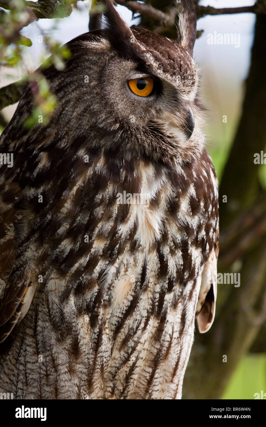 European eagle owl falconry hi-res stock photography and images - Alamy