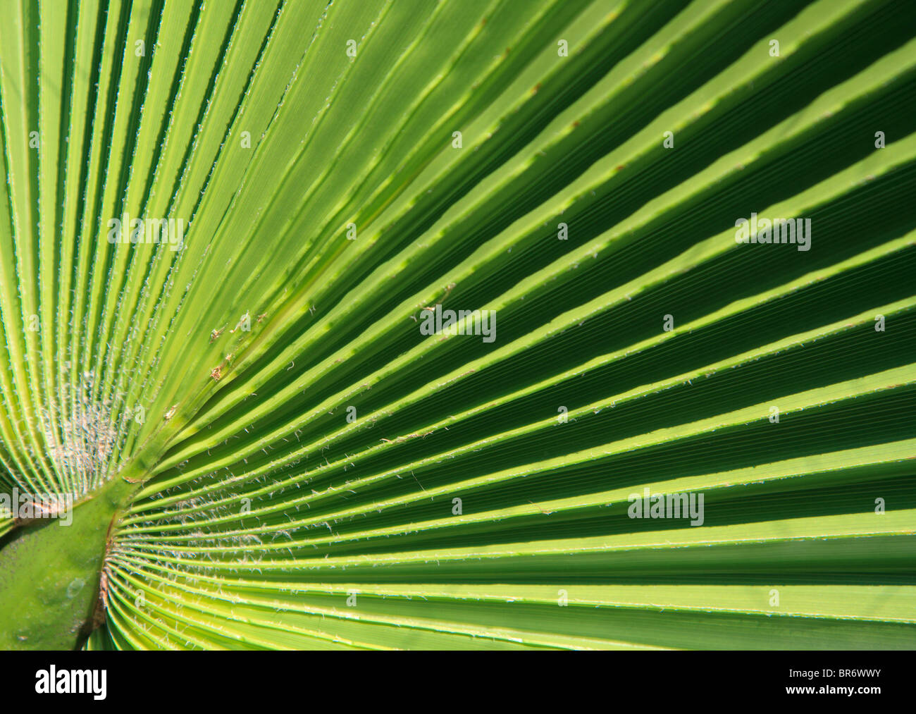 Leave Close Up High Resolution Stock Photography and Images - Alamy