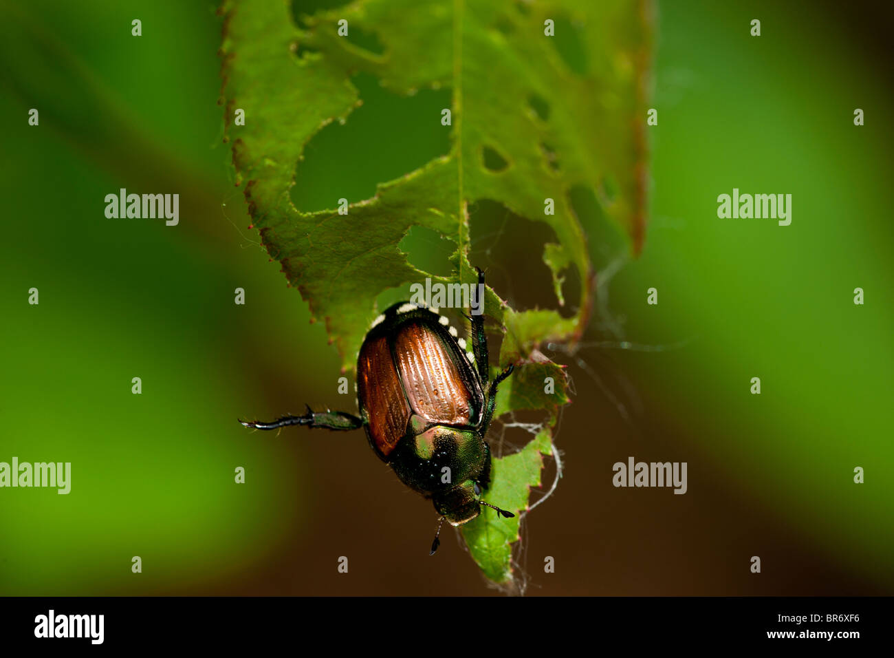 Japanese beetle hi-res stock photography and images - Alamy