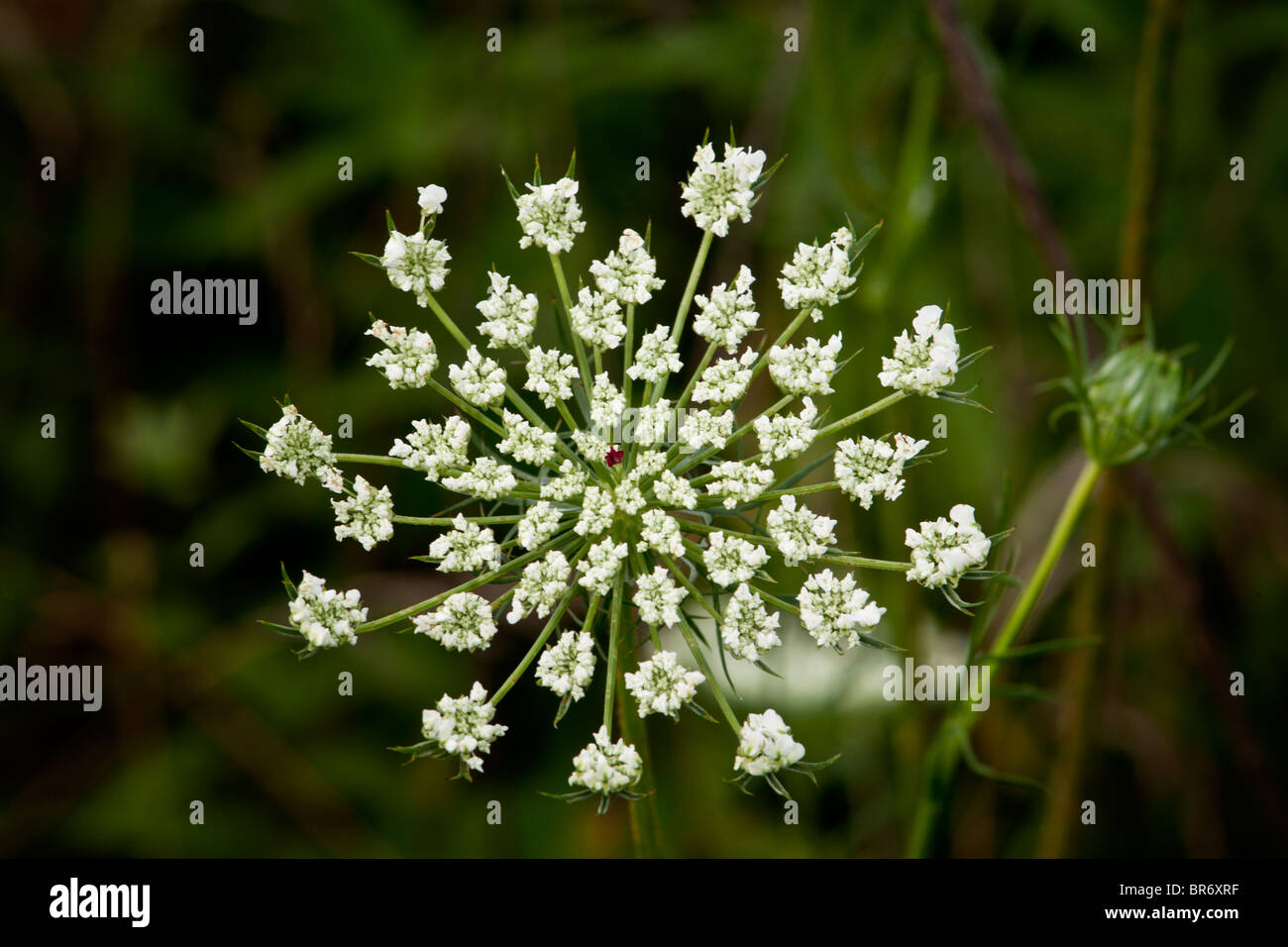 Queen Anne's Lace also known as Wild Carrot Daucus carota Stock Photo ...
