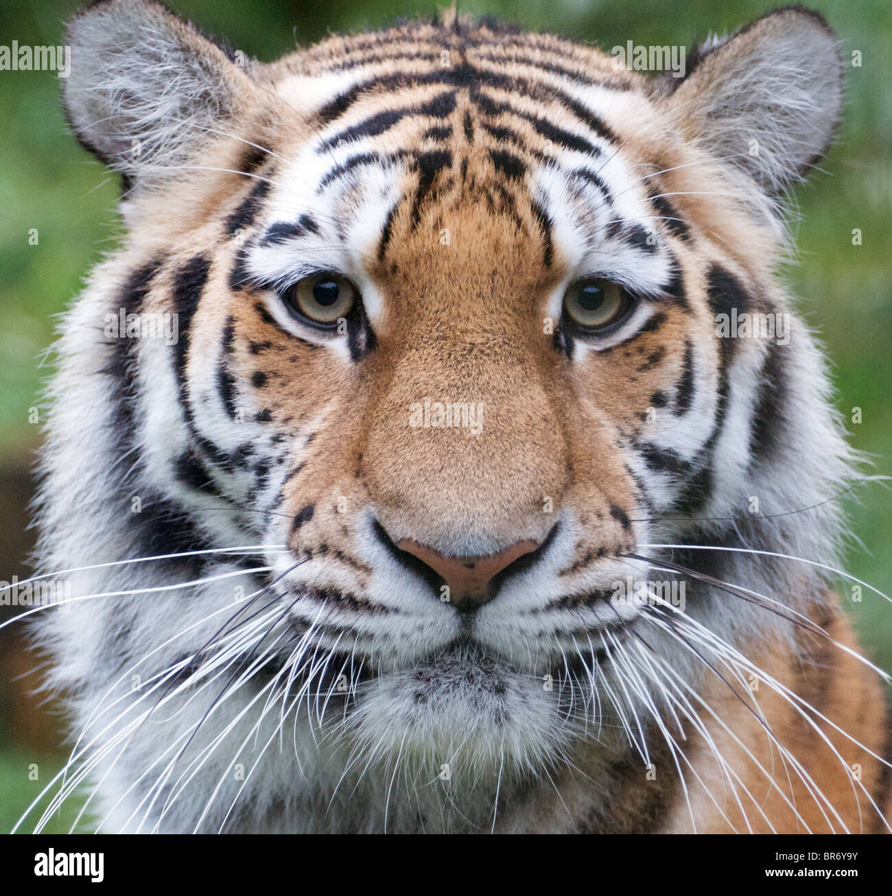 Female Amur (Siberian) tiger looking at camera (headshot Stock Photo ...