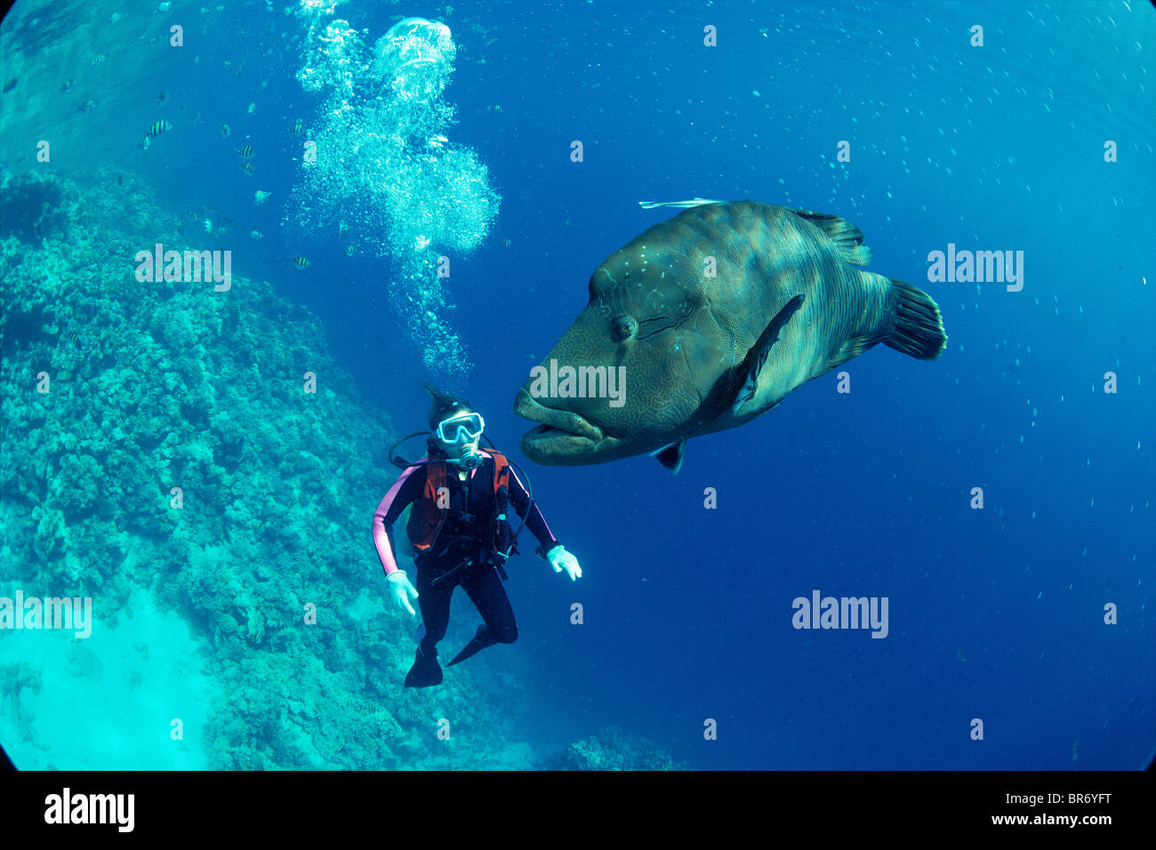 Diver and humphead wrasse hi-res stock photography and images - Alamy