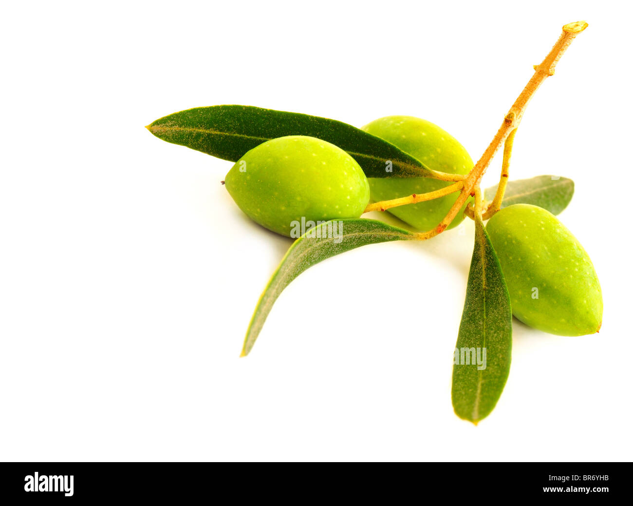 Fresh green olive branch isolated on white background Stock Photo - Alamy