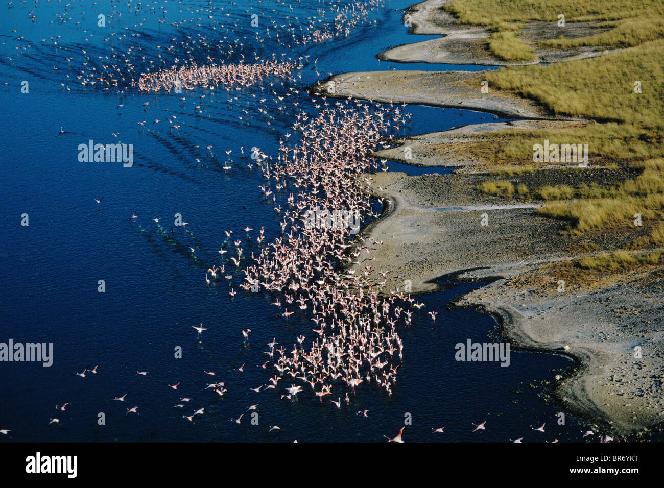 Aerial view of Lake Bogoria with flock of Lesser flamingoes, Kenya ...