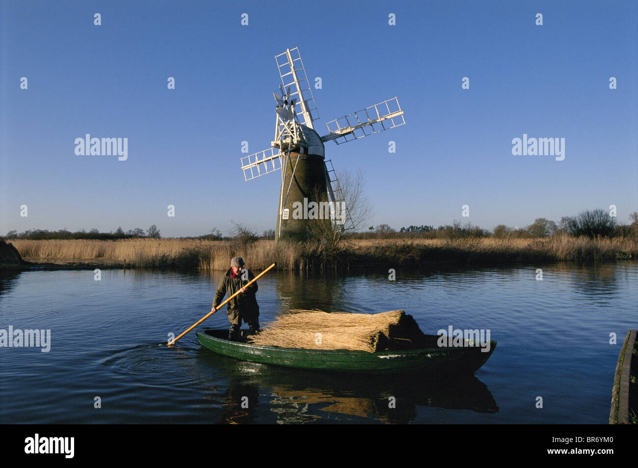 Man transporting reeds in boat with windmill behind, for reed harvest ...