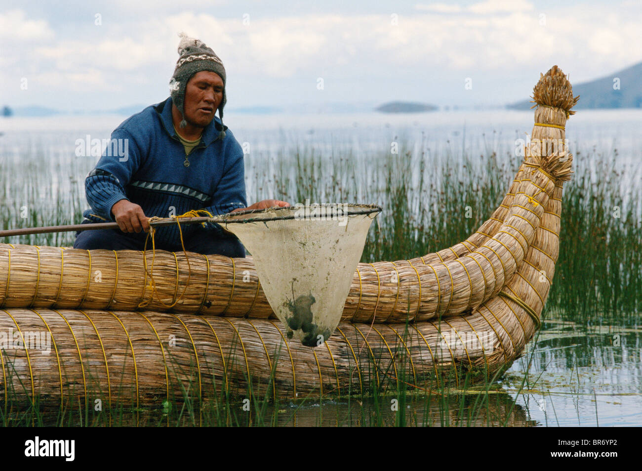 Giant titicaca frog telmatobius culeus hi-res stock photography and ...