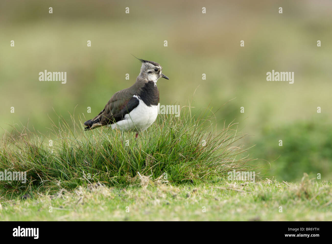 Lapwing (Vanellus vanellus) on dew covered grassy moor Stock Photo - Alamy