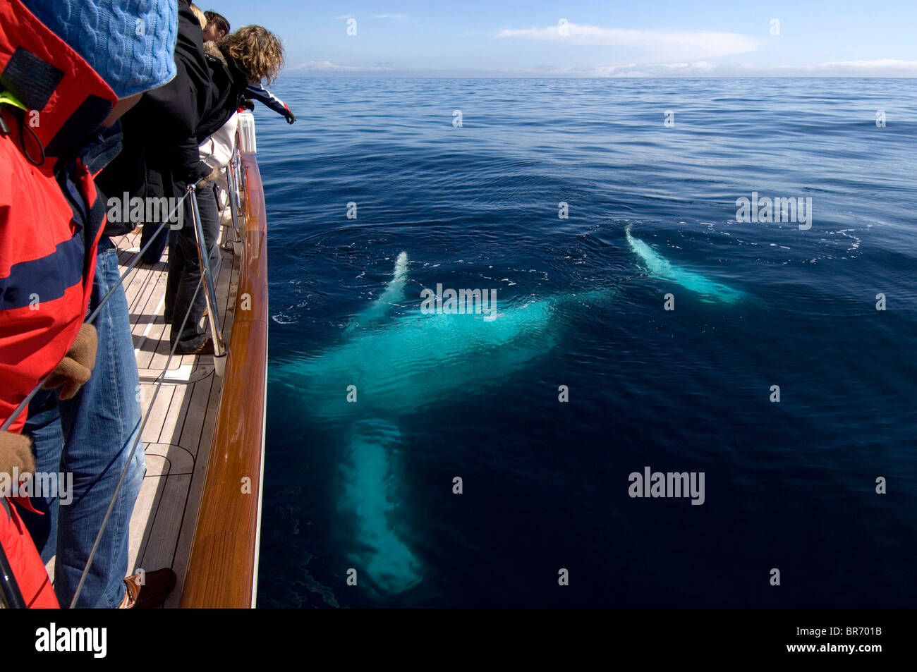 A humpback whale (Megaptera novaeangliae) plays alongside SY "Adele" in ...